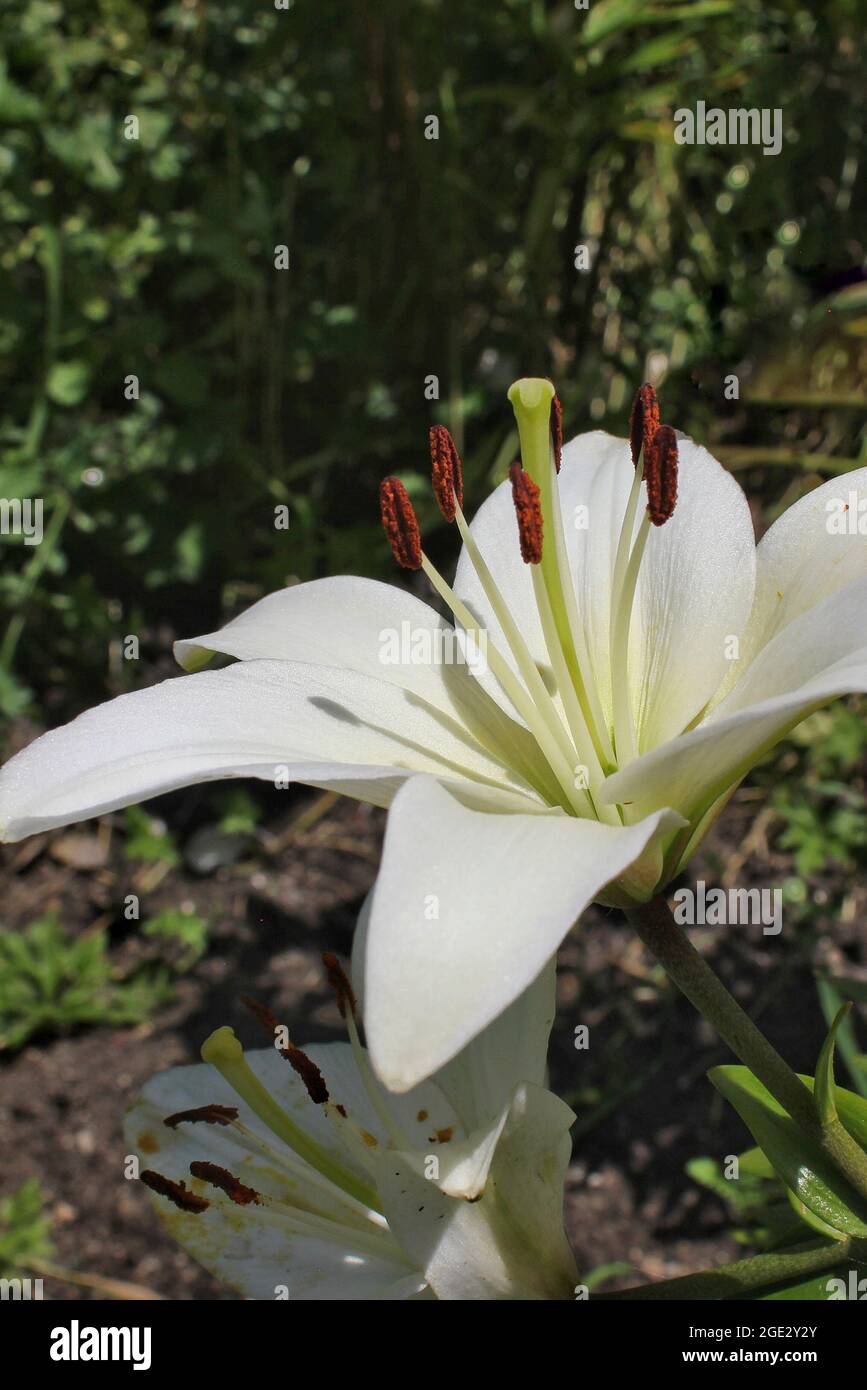 Pure white lily flower growing under the bright summer sun in the ...