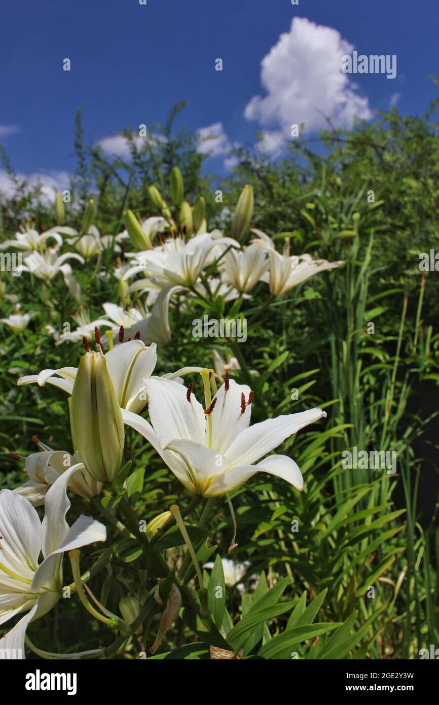 Pure white lily flower growing under the bright summer sun in the ...