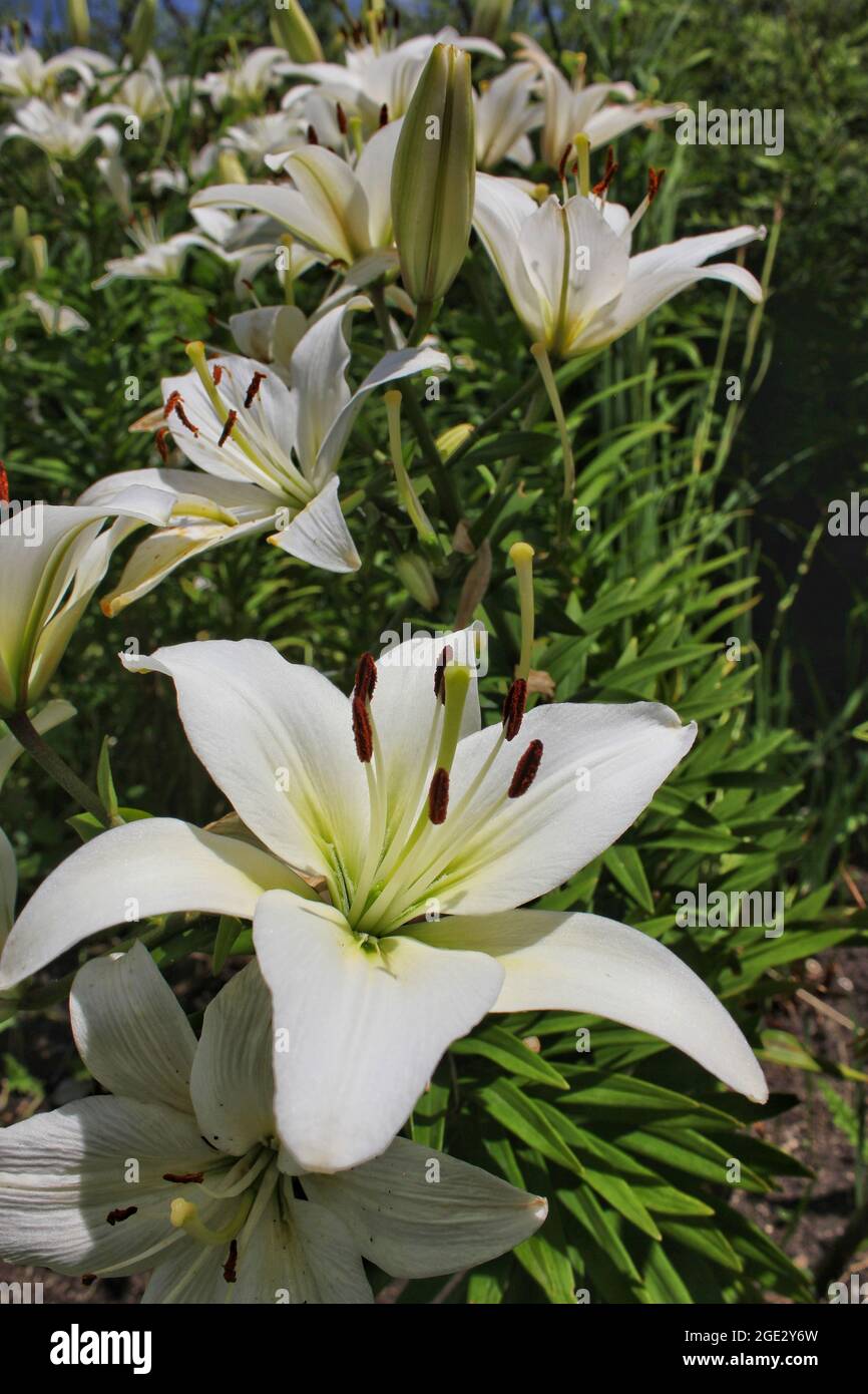 Pure white lily flower growing under the bright summer sun in the ...