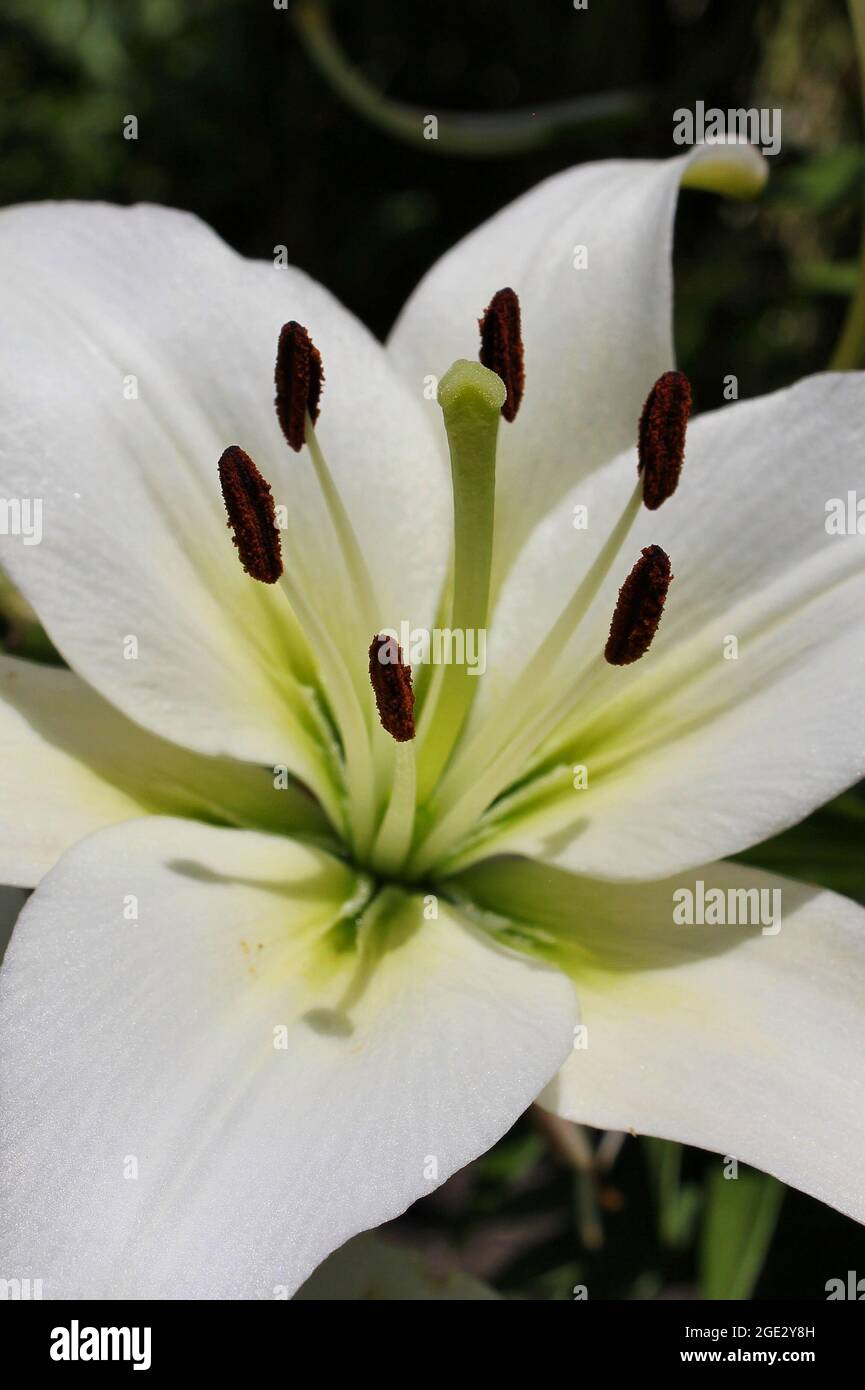 Pure white lily flower growing under the bright summer sun in the ...