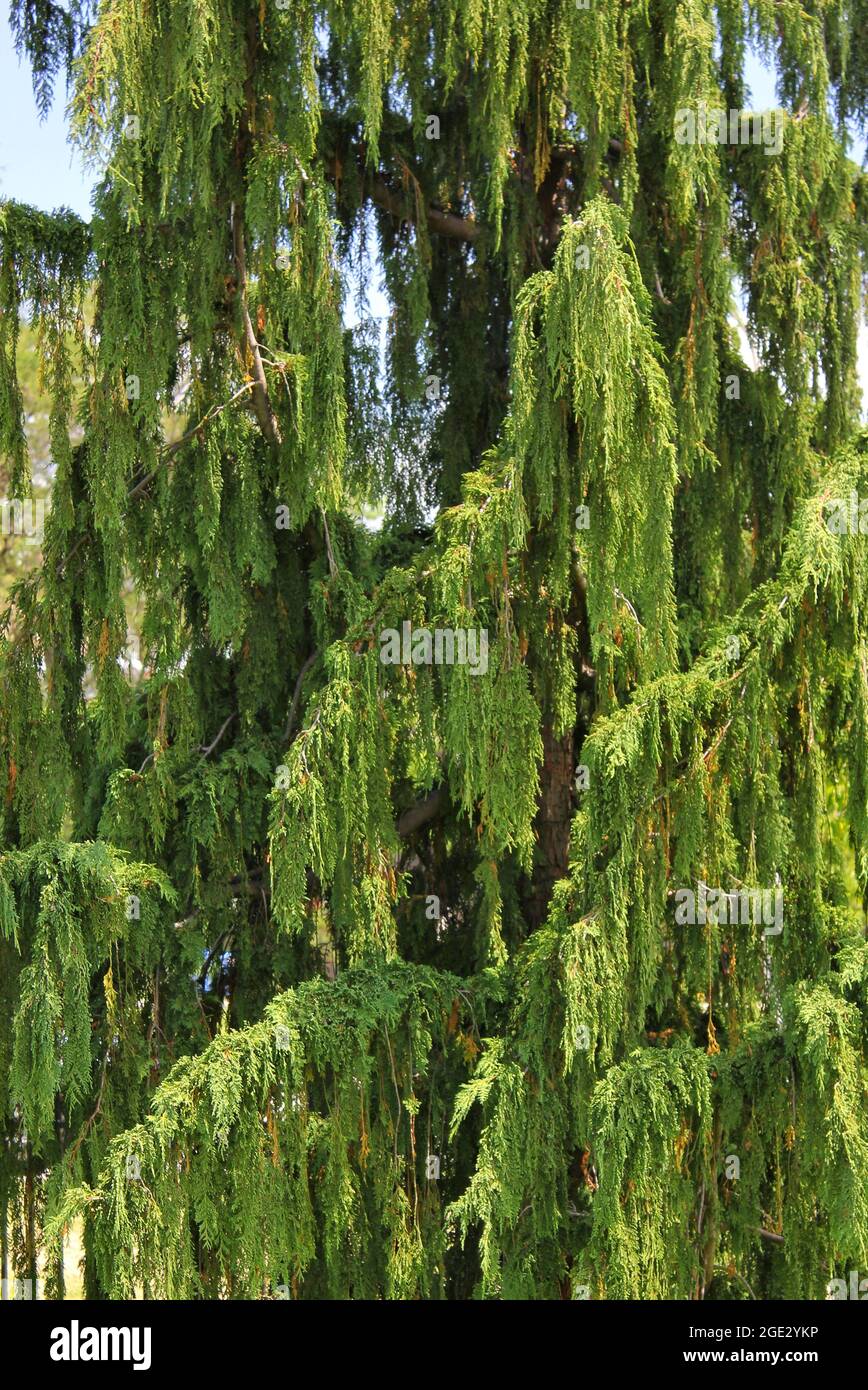 Rare weeping fir tree growing under the bright summer sun in the garden ...