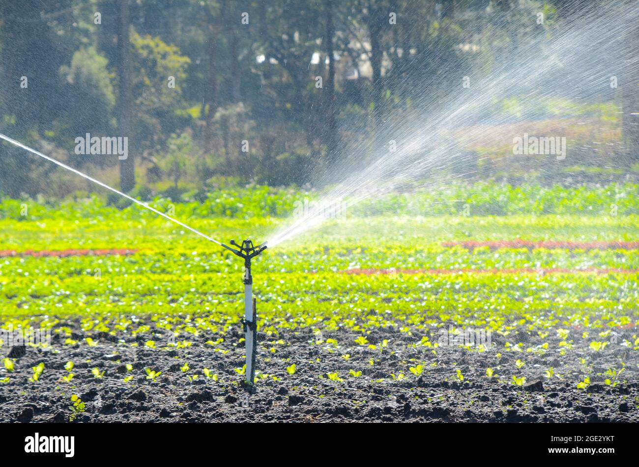 Varied planting of vegetables being irrigated with an irrigation system ...