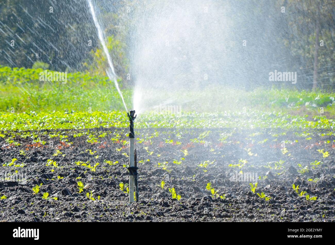 Varied planting of vegetables being irrigated with an irrigation system ...