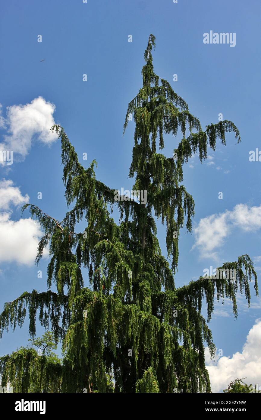 Rare weeping fir tree growing under the bright summer sun in the garden ...