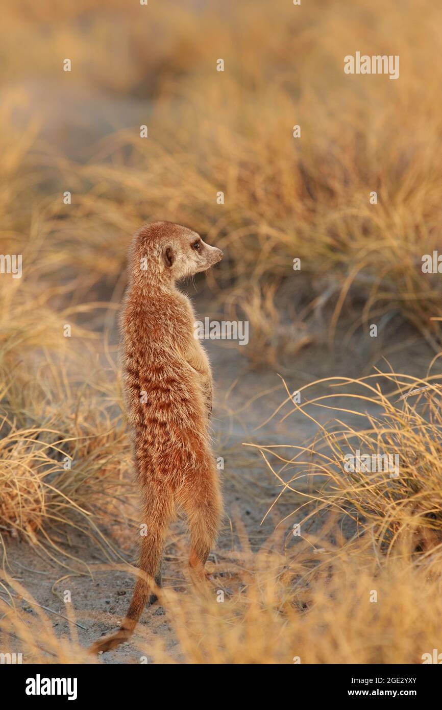 African grassland meerkats hi-res stock photography and images - Alamy
