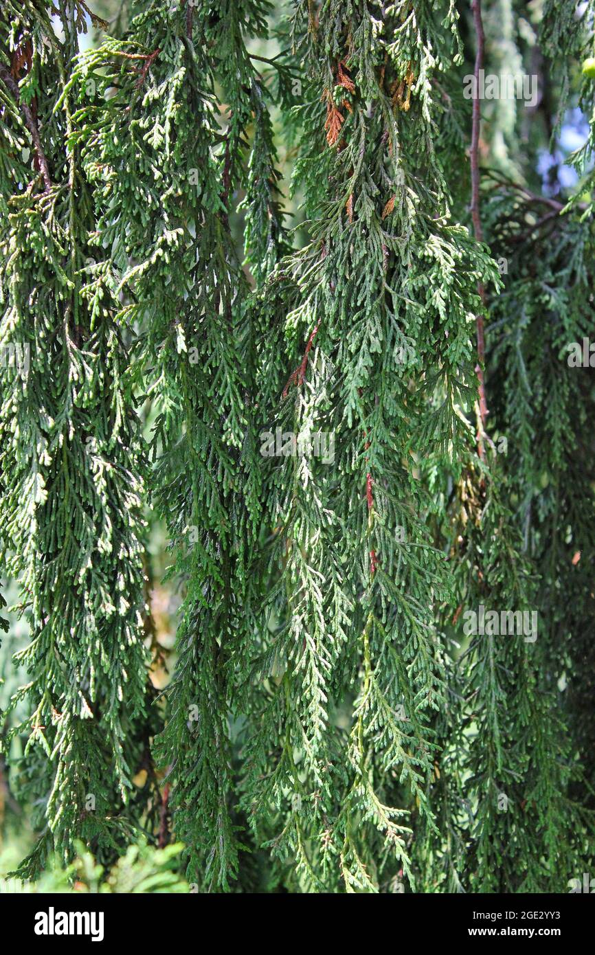 Rare weeping fir tree growing under the bright summer sun in the garden ...