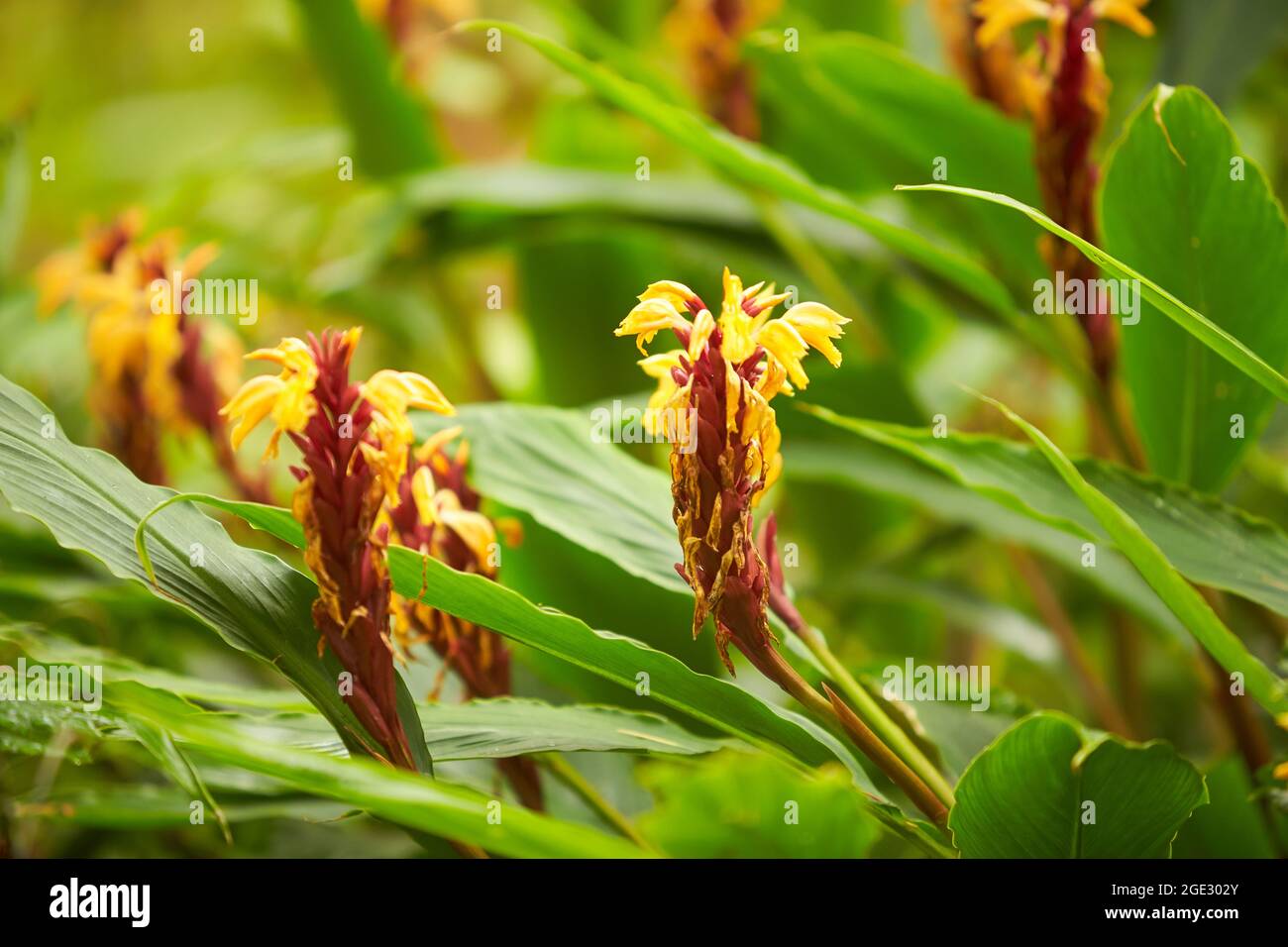 Yellow tropical flowers hi-res stock photography and images - Alamy