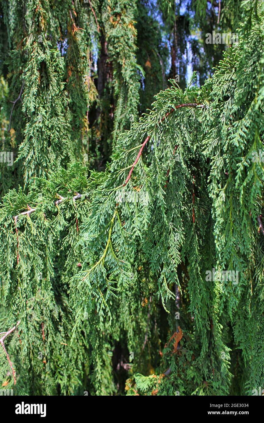 Rare weeping fir tree growing under the bright summer sun in the garden ...