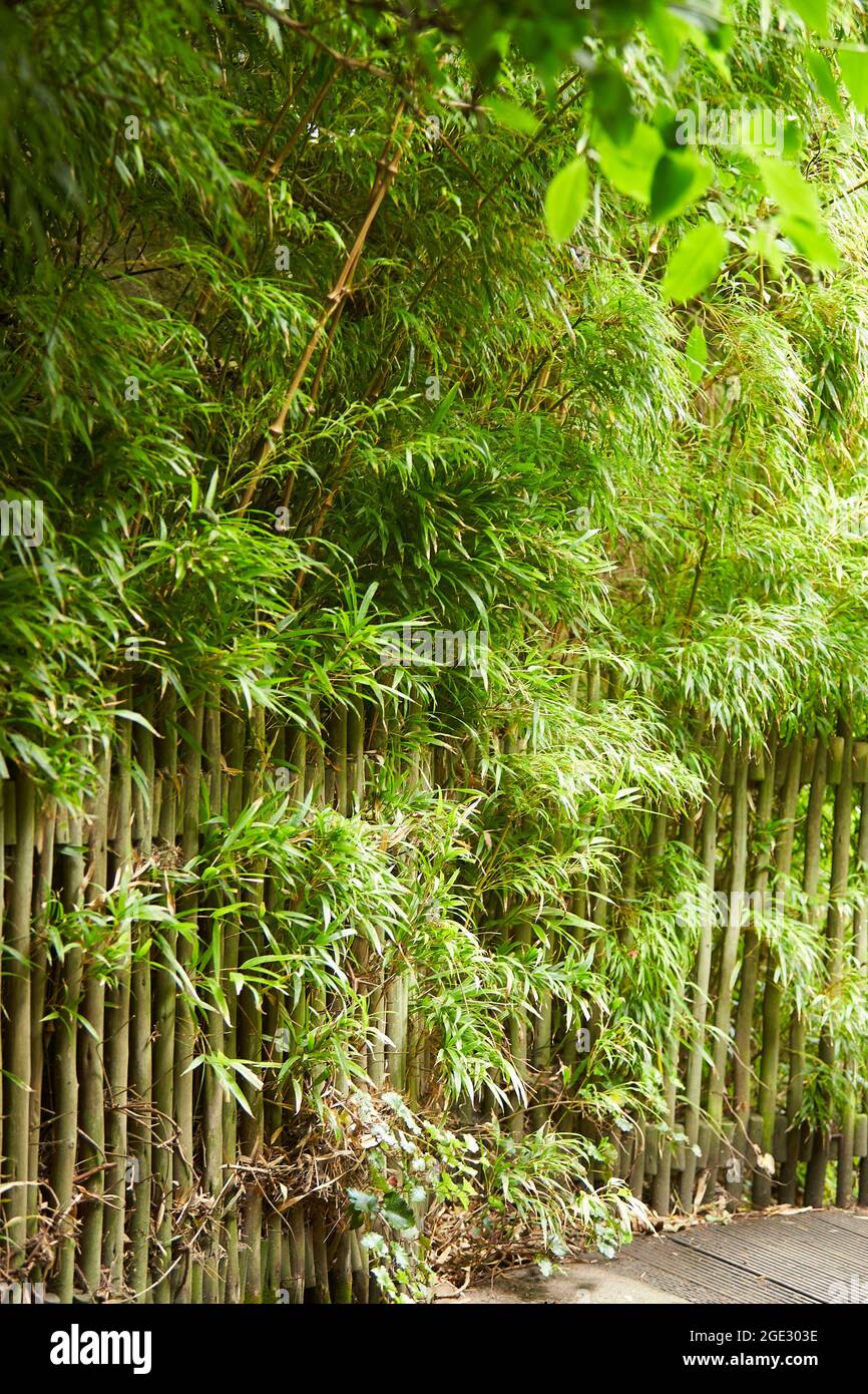 Young bamboo tree with pretty green color with soft blur for background ...
