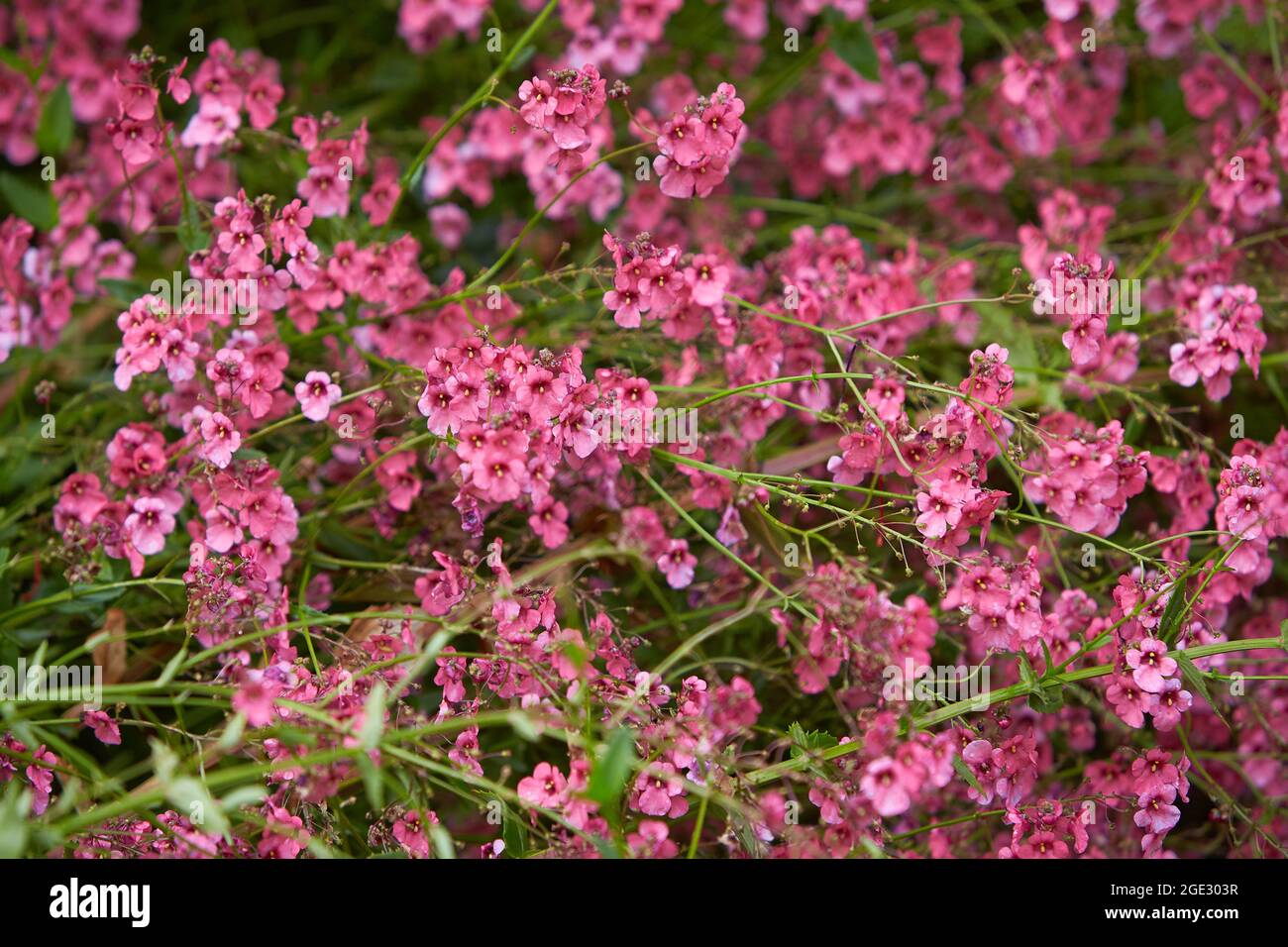 Polish flora hi-res stock photography and images - Alamy