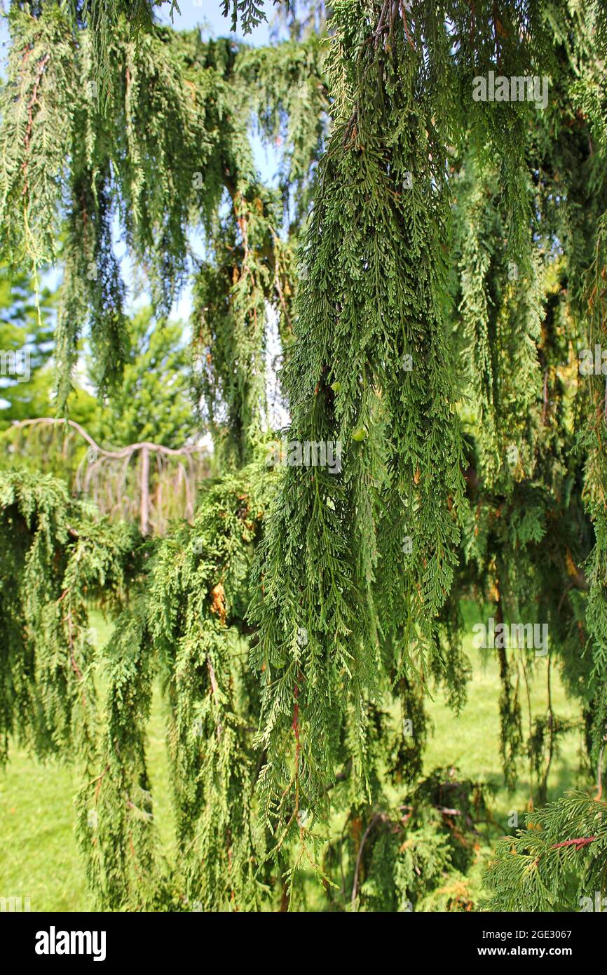 Rare weeping fir tree growing under the bright summer sun in the garden ...