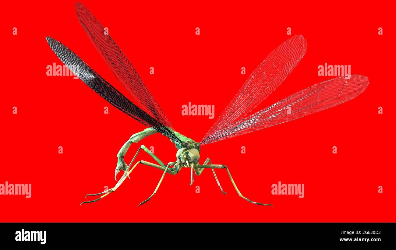 giant mosquito mutant 3d render on the background of chromakey Stock ...