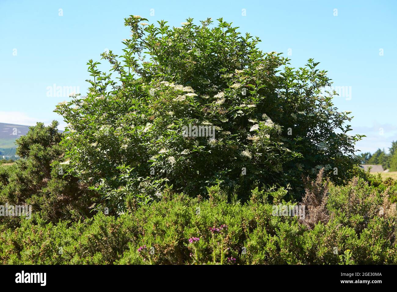 Wild bush with white flowers with landscape in background Stock Photo ...
