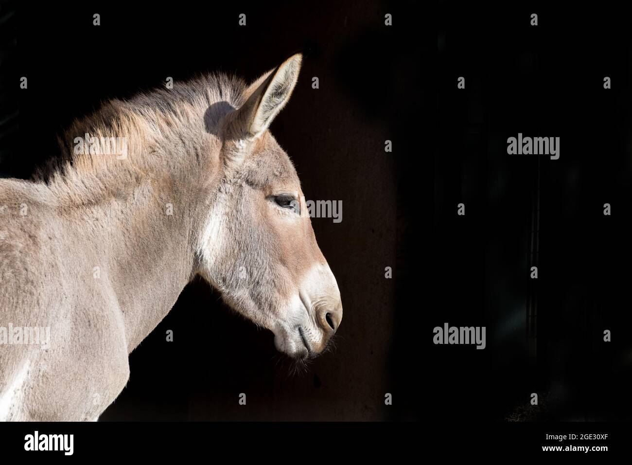 African wild donkey, Equus asinus somalicus, side profile with space ...