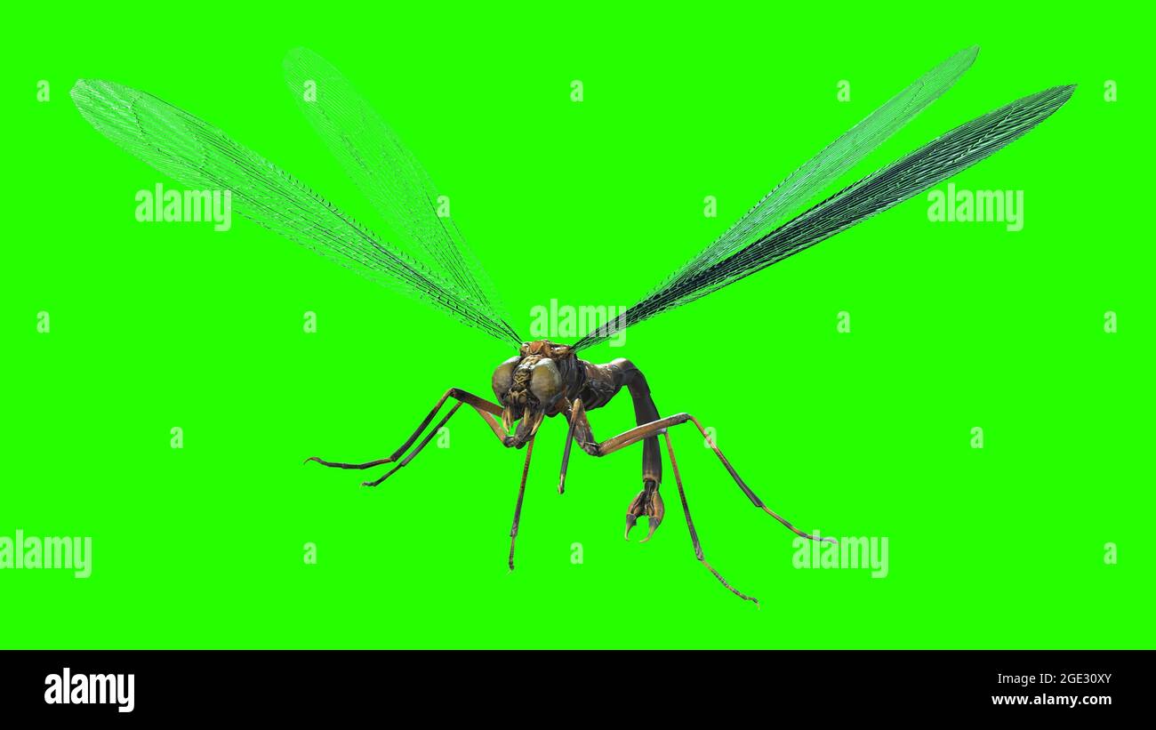 giant mosquito mutant 3d render on the background of chromakey Stock ...