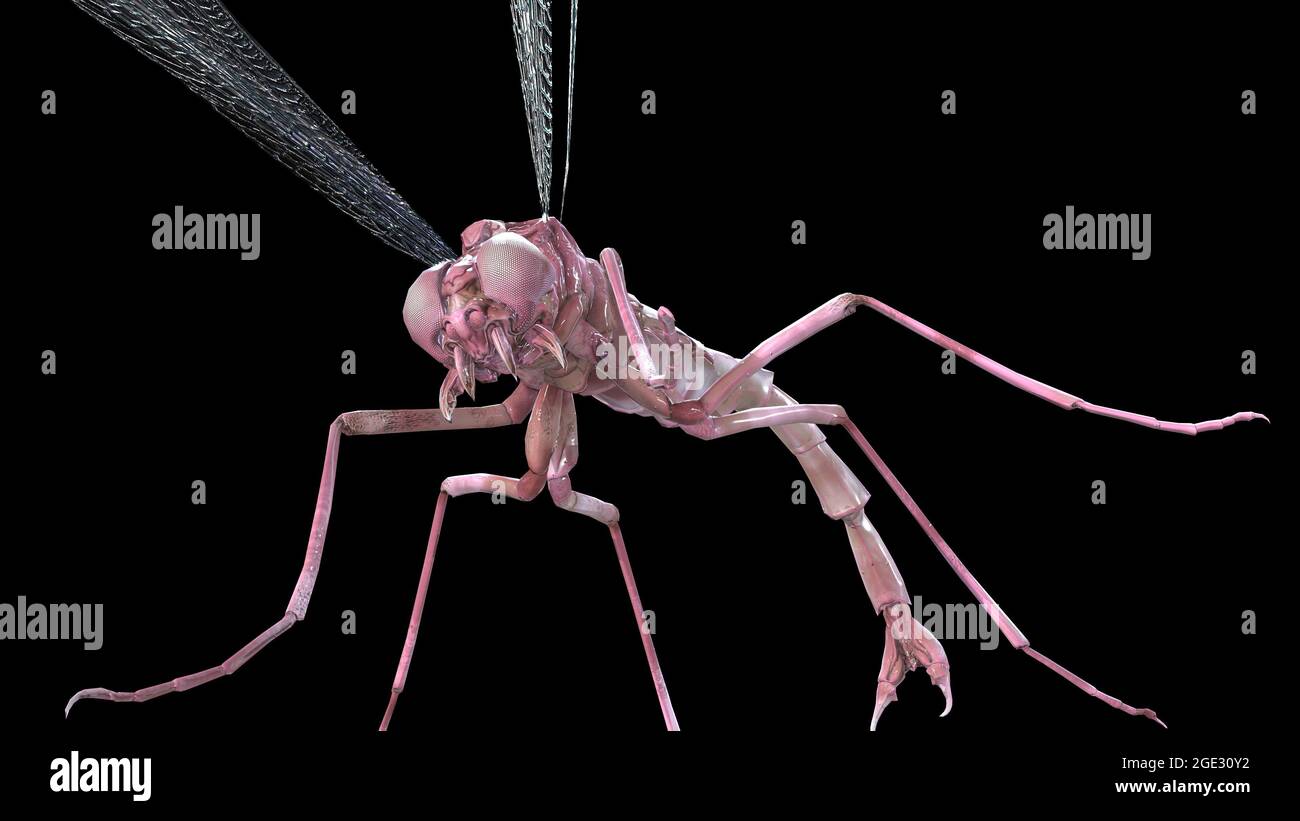 giant mosquito mutant 3d render on the background of chromakey Stock ...