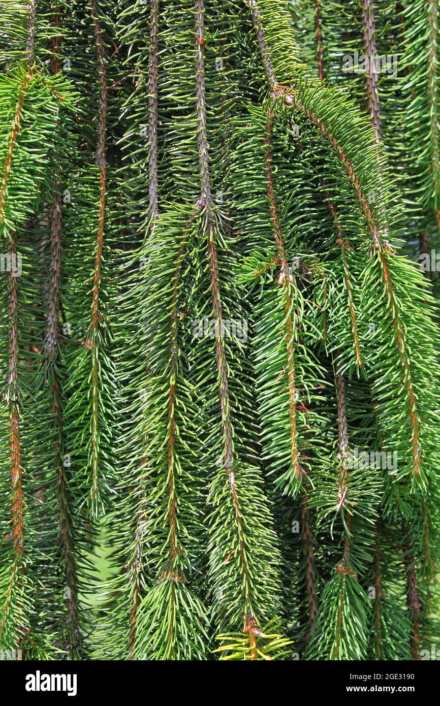 Rare weeping fir tree growing under the bright summer sun in the garden ...