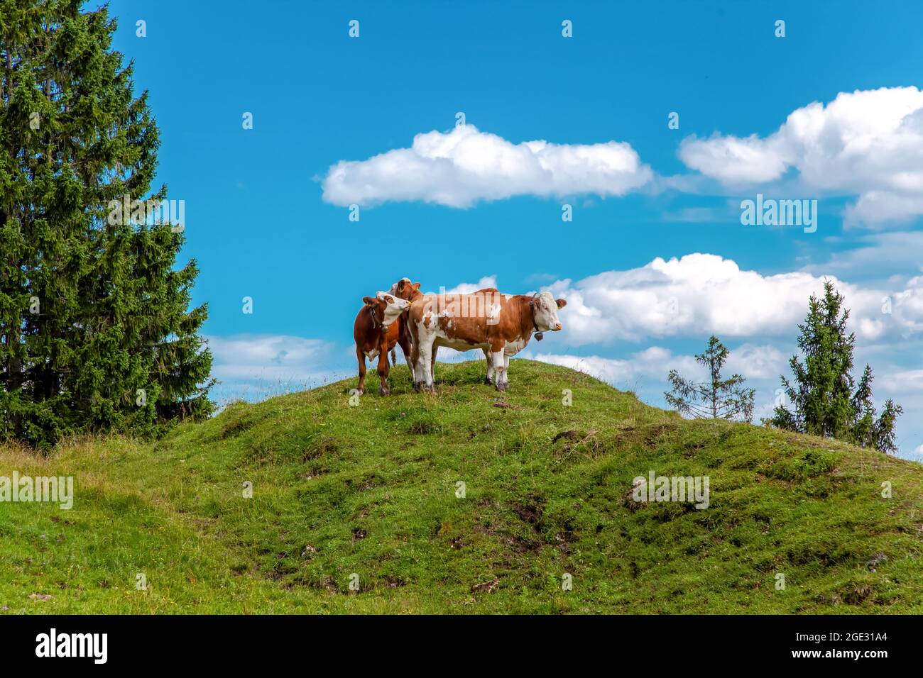 Bavarian cow hi-res stock photography and images - Alamy