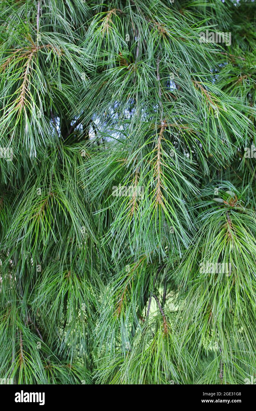 Rare weeping fir tree growing under the bright summer sun in the garden ...