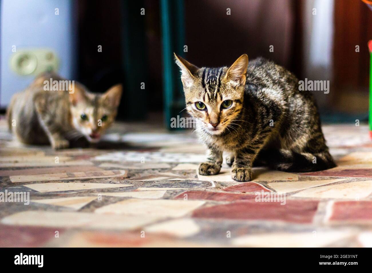 African cute cats Stock Photo - Alamy