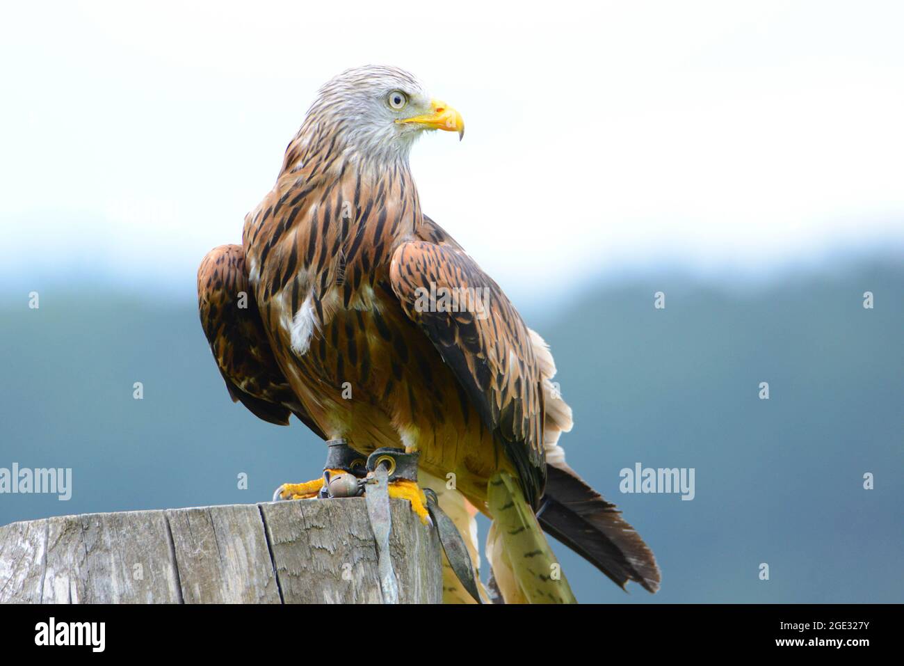 Falcon sitting on a tree stump in front of a blue sky Stock Photo - Alamy