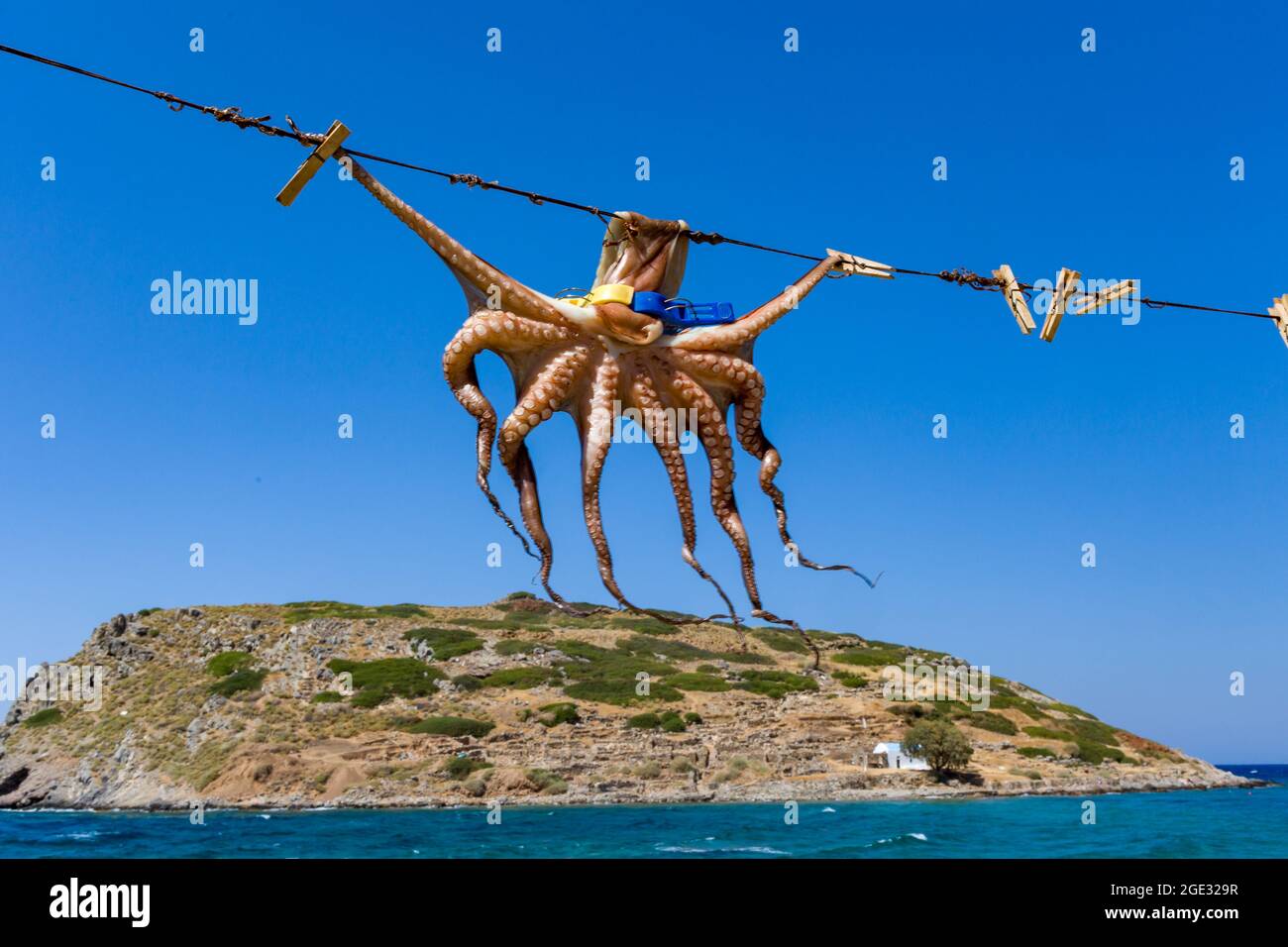 Small octopus drying sun hi-res stock photography and images - Alamy