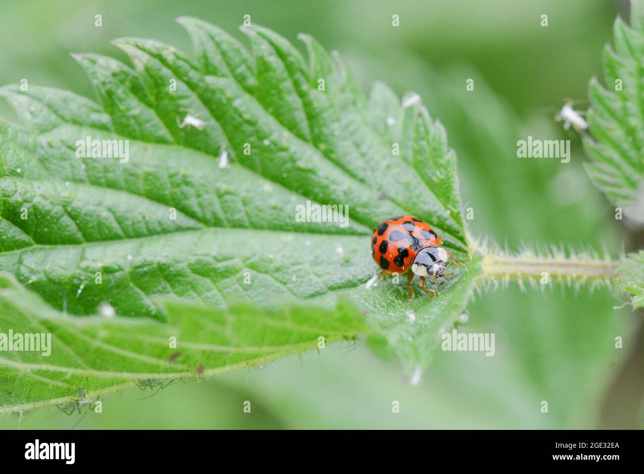 Ladybug is eating aphids on a green grass Stock Photo - Alamy