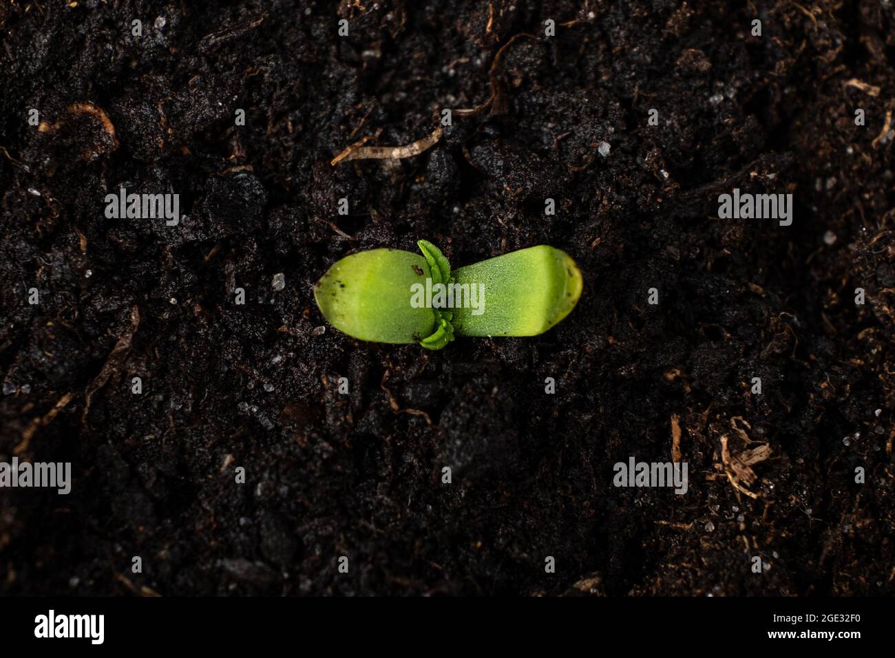 young marijuana plant in a pot with earth close up, cotyledons first ...