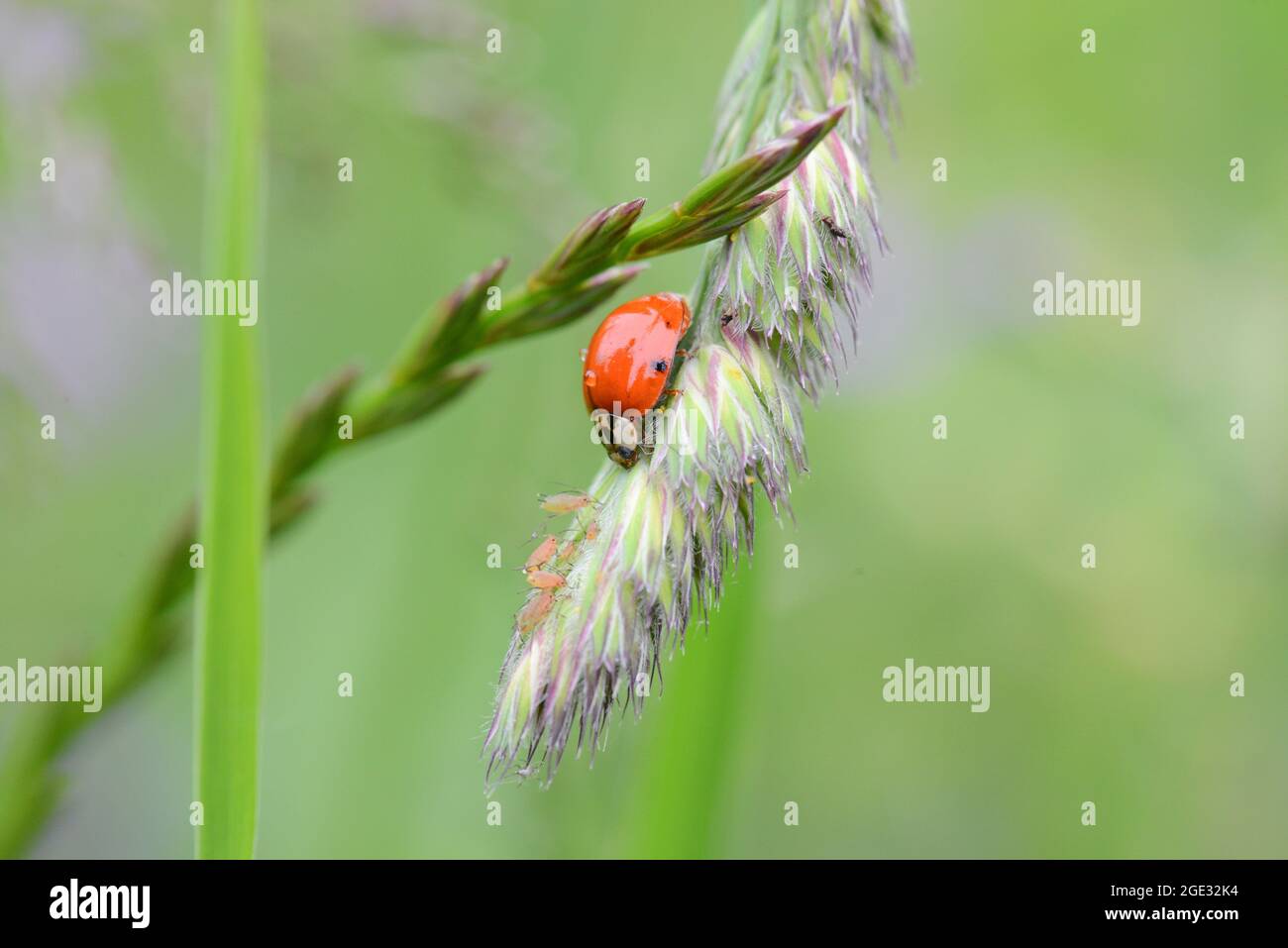 Divine ladybug hi-res stock photography and images - Alamy