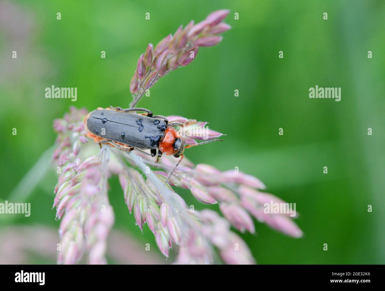 Ladybug is eating aphids on a green grass Stock Photo - Alamy
