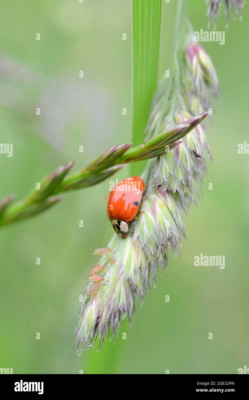 Ladybug is eating aphids on a green grass Stock Photo - Alamy