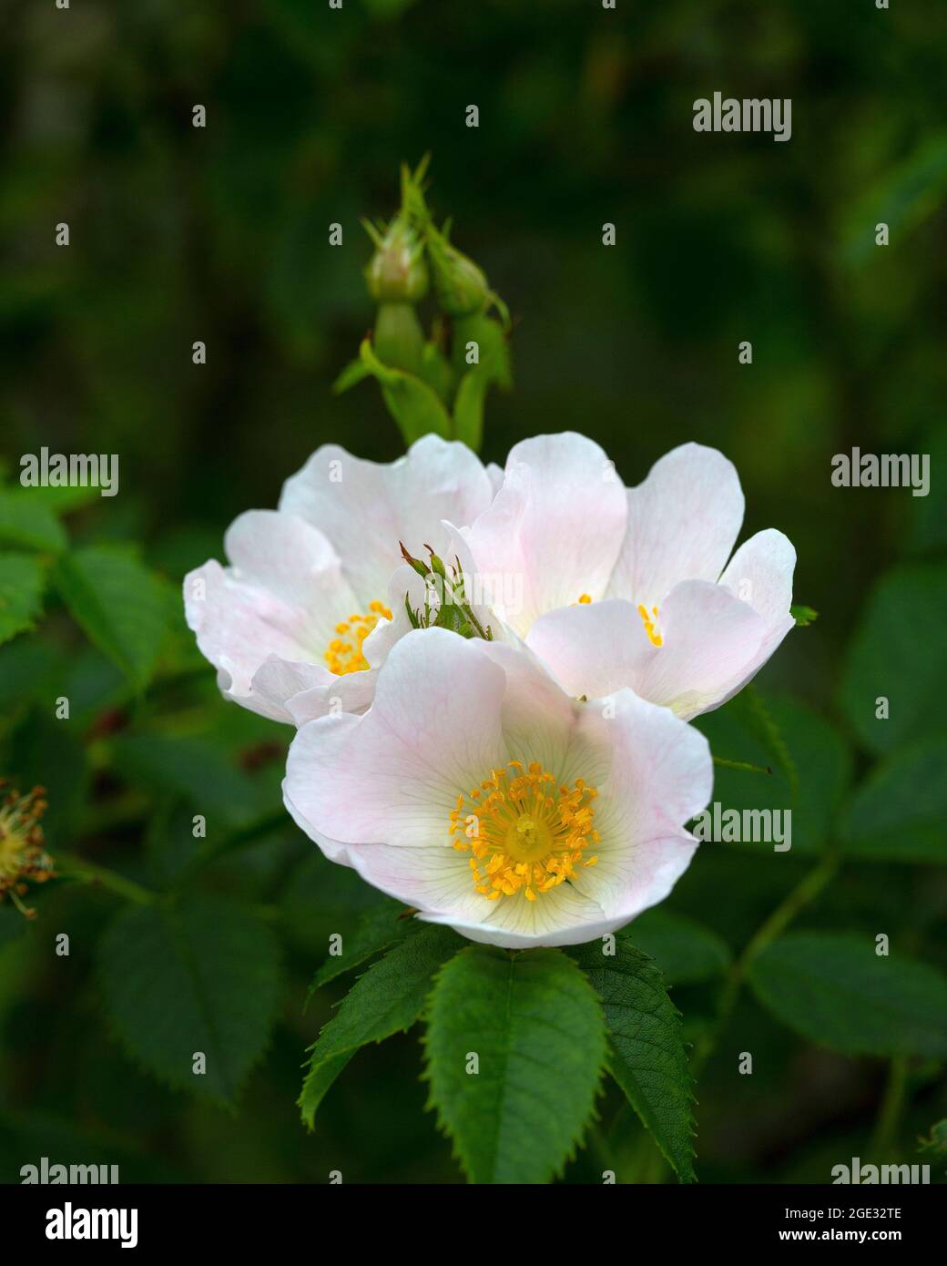 Dog rose (Rosa canina) with white flowers Stock Photo - Alamy