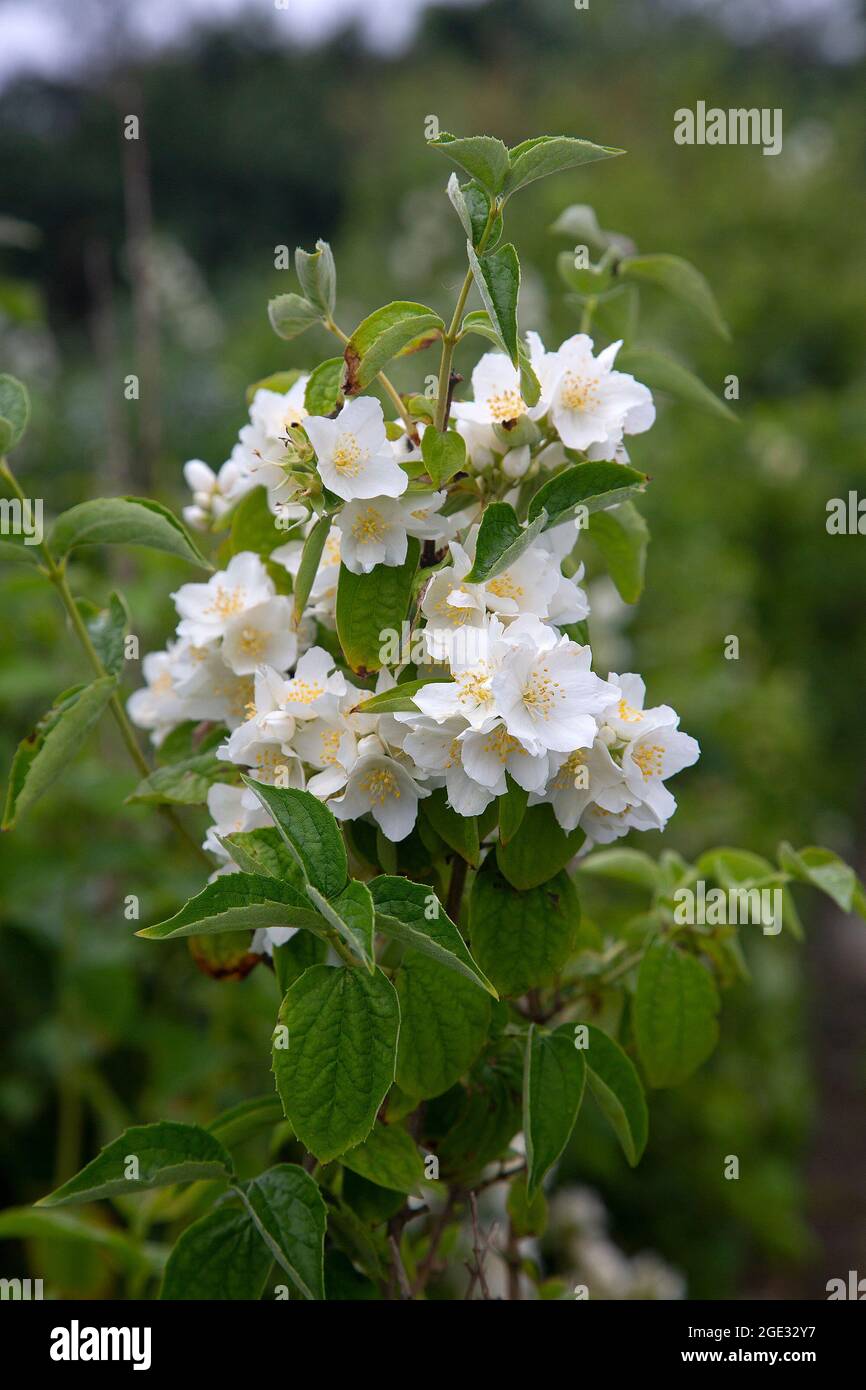 Mock orange philadelphus hi-res stock photography and images - Alamy
