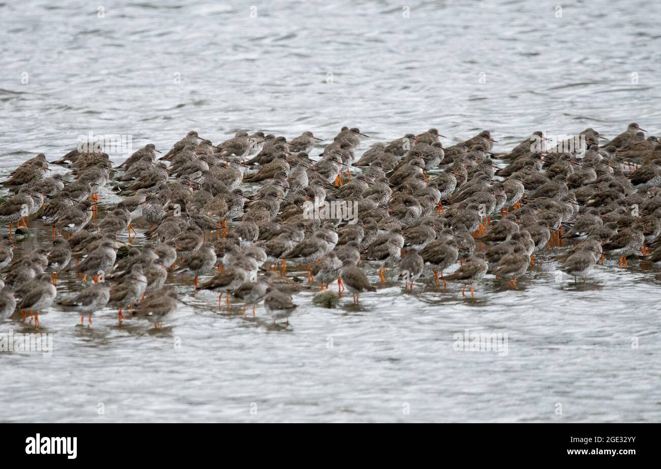 Flock of Redshanks (Tringa totanus Stock Photo - Alamy