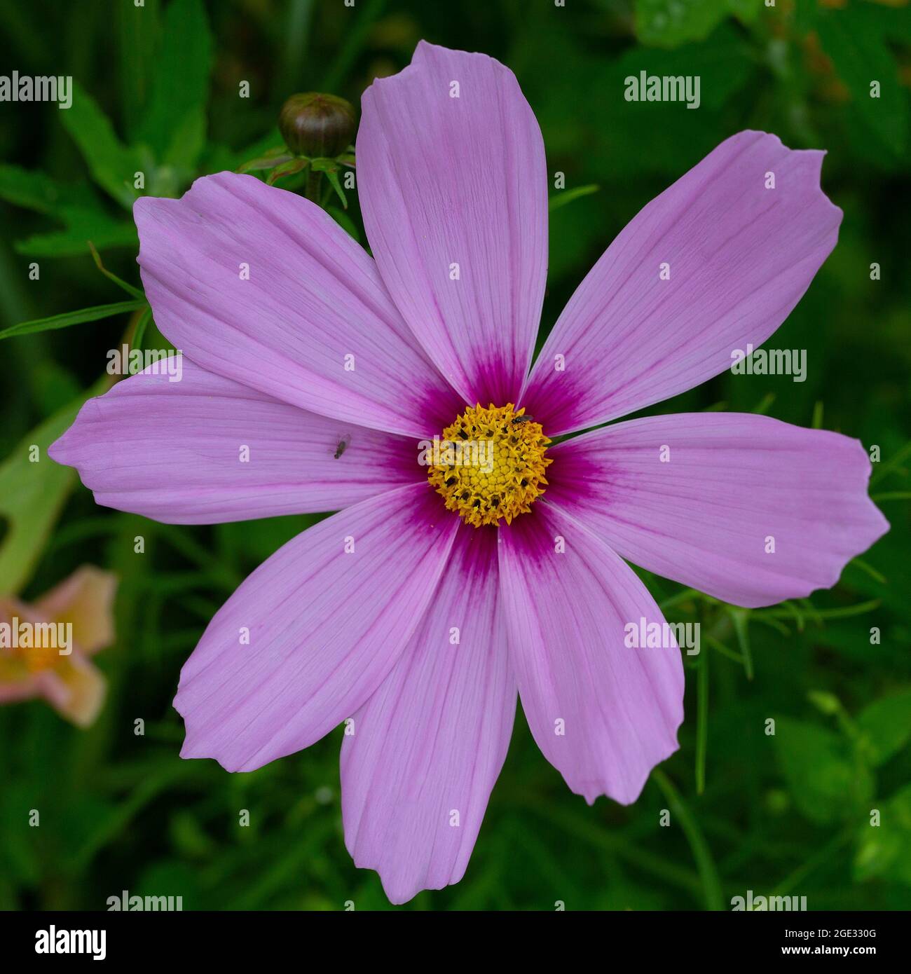Single cosmos in garden hi-res stock photography and images - Alamy