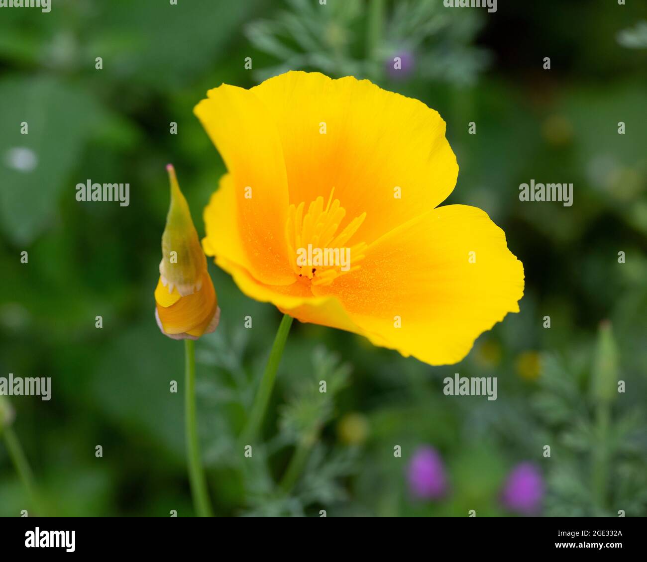 Flower and bud of California poppy (Eschscholzia californica Stock ...