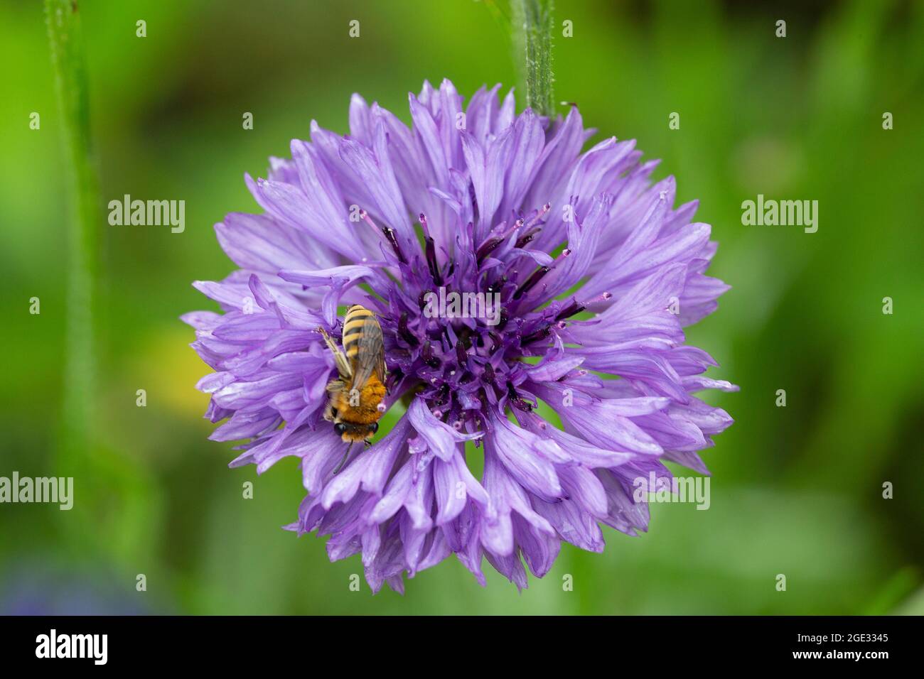 Close-up of blue flower of Centaurea Stock Photo - Alamy