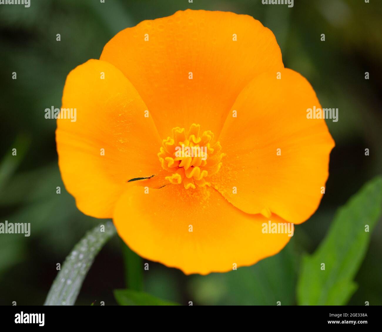 Single flower of California poppy (Eschscholzia californica Stock Photo ...
