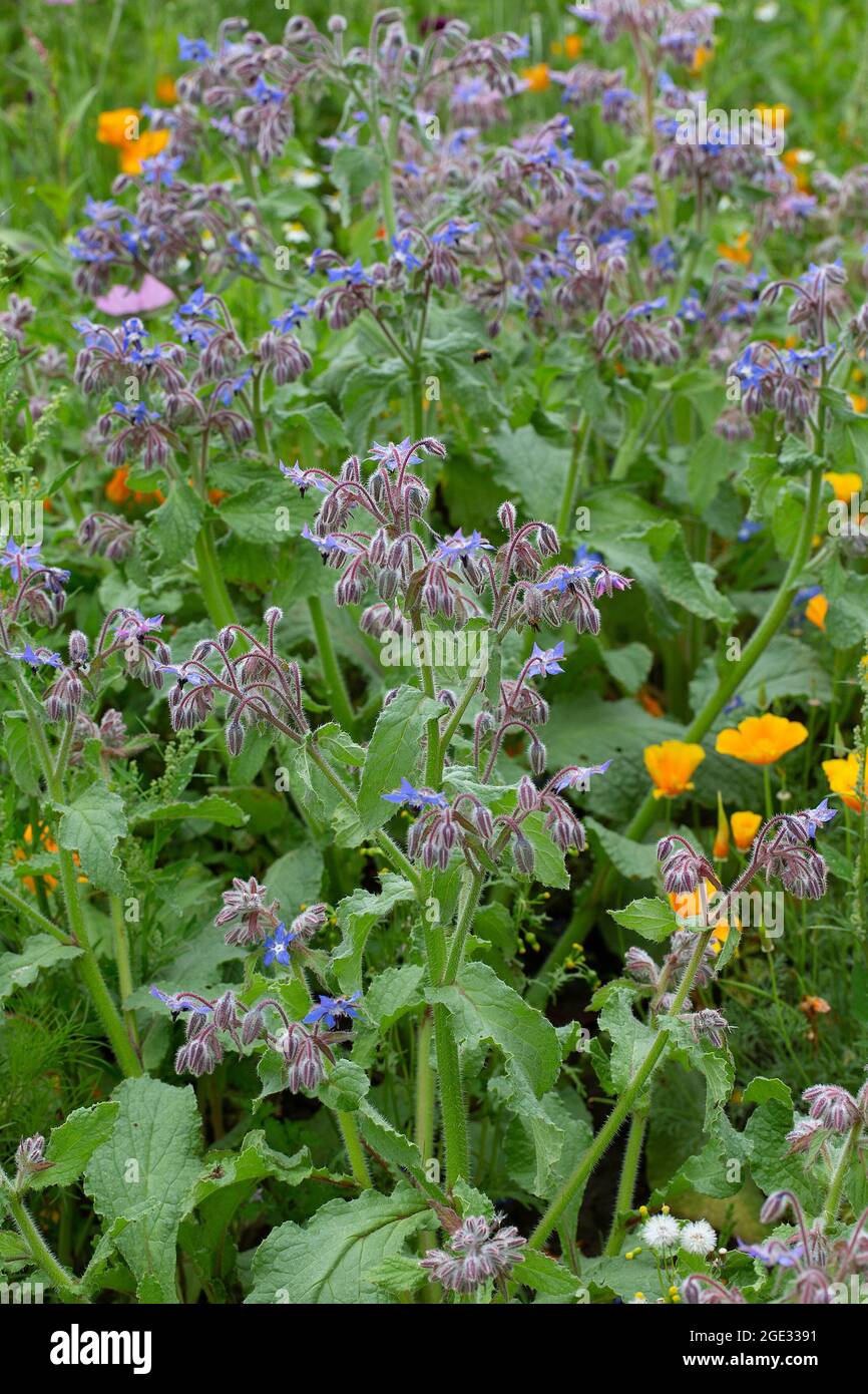 Starflower hi-res stock photography and images - Alamy