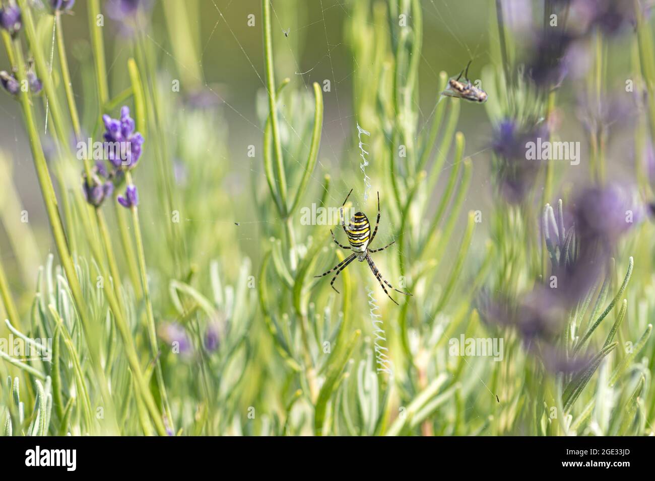 Yellow and black Orb Spider, Orb Web Spider, Orb-Weaver Spider or Wasp ...