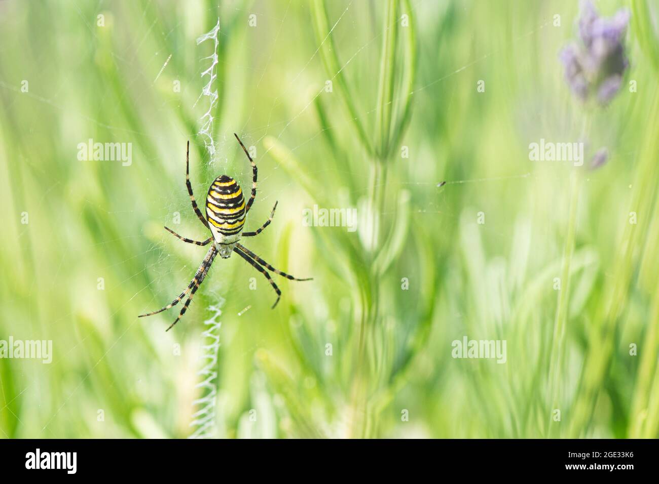 Yellow and black Orb Spider, Orb Web Spider, Orb-Weaver Spider or Wasp ...