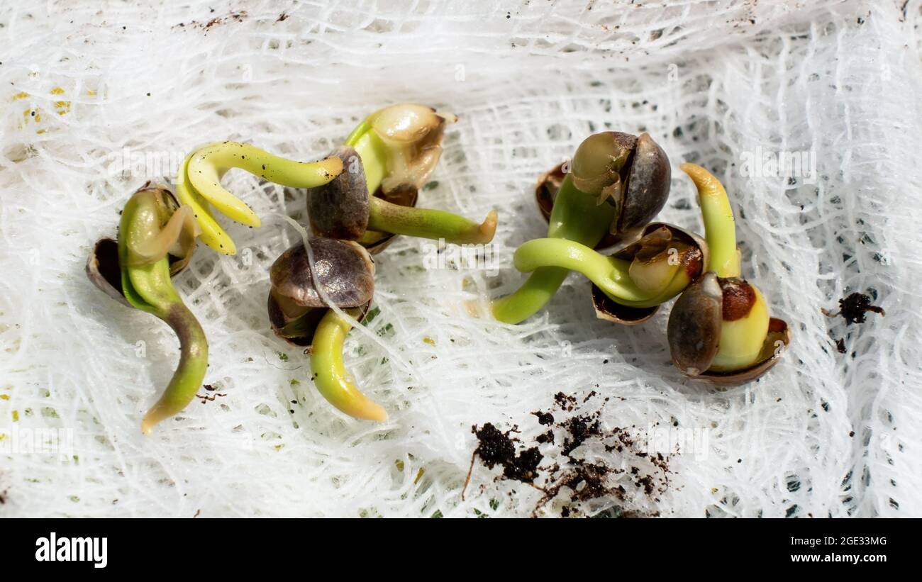 germination of cannabis seeds, sprout small roots grain of marijuana ...