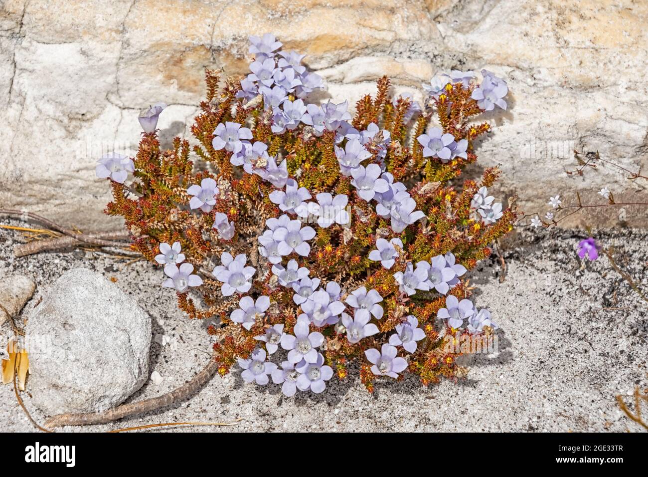 A Roella arenaria plant near the coast in the Western Cape, South ...