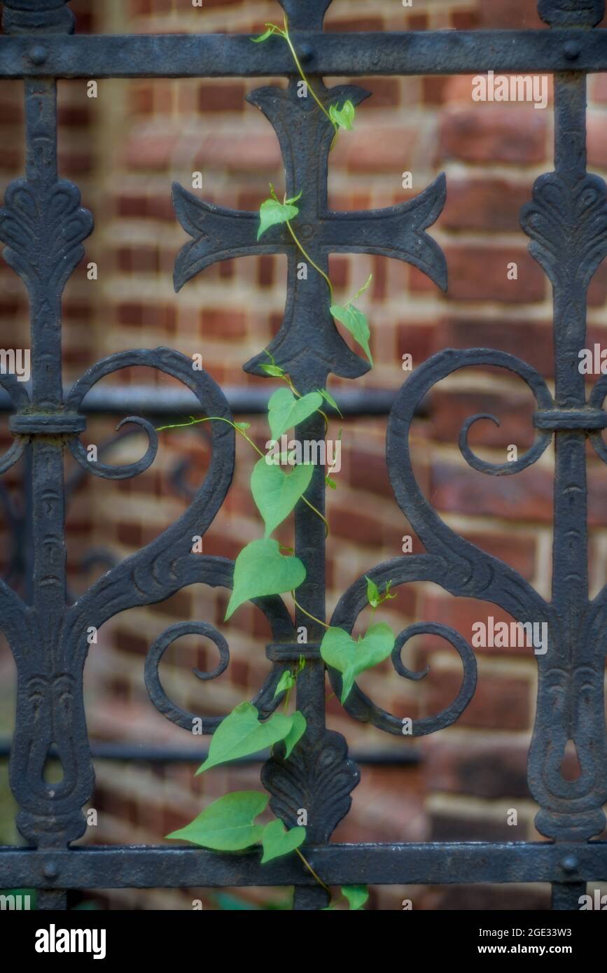 Ave crux vitae Holy Cross of life climber growing upwards on the cross ...