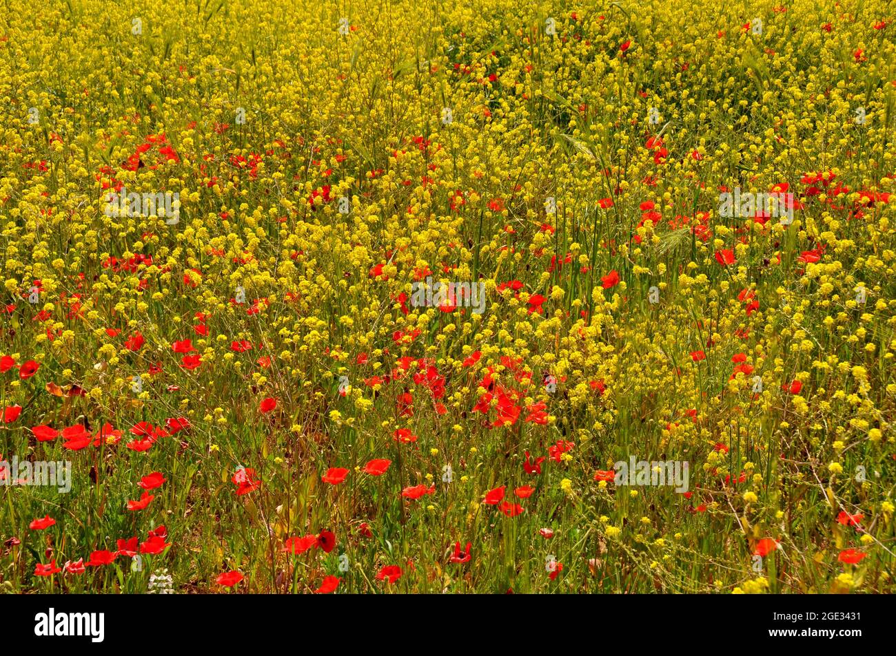 Yellow flowers menorca hi-res stock photography and images - Alamy