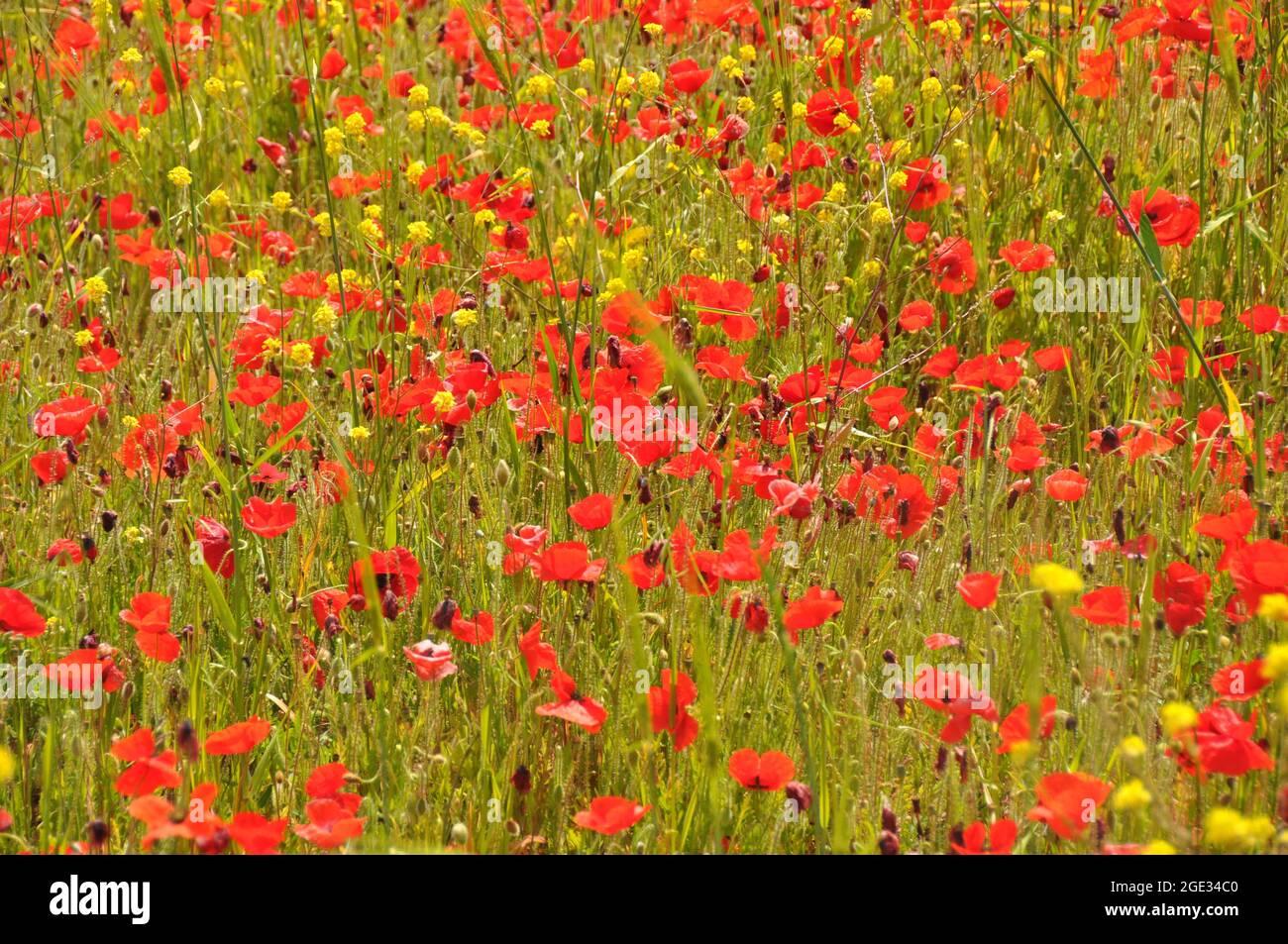 Yellow flowers menorca hi-res stock photography and images - Alamy