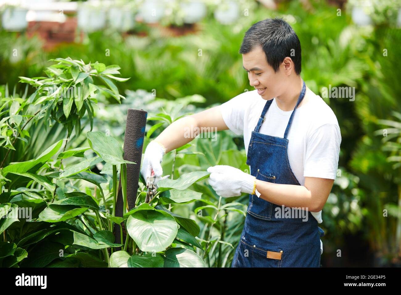 Smiling young plant nursery worker caring about flowers, he is cutting ...