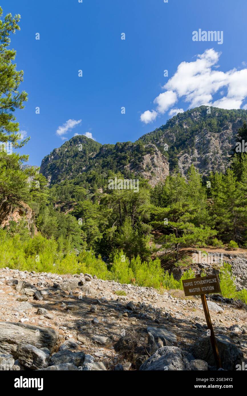 Beautiful pine trees and towering cliffs in a huge natural canyon ...