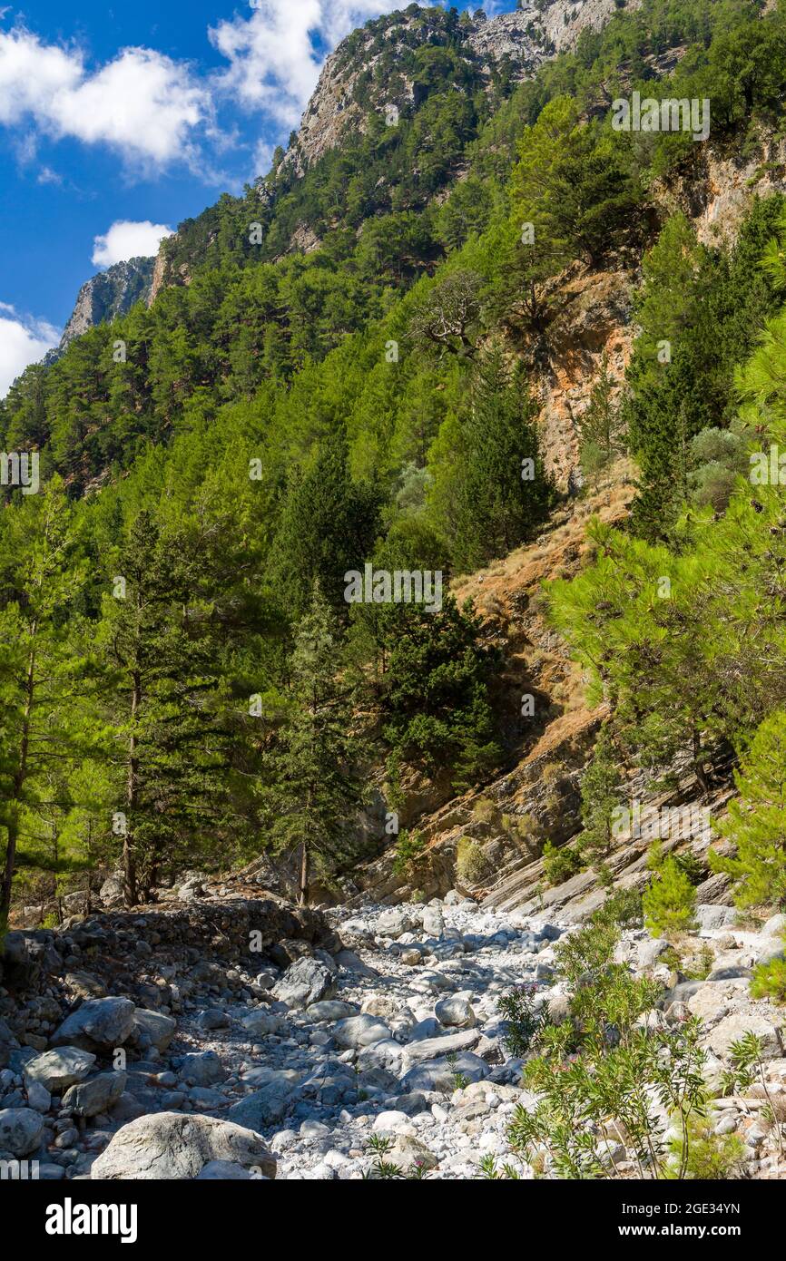 Beautiful pine trees and towering cliffs in a huge natural canyon ...