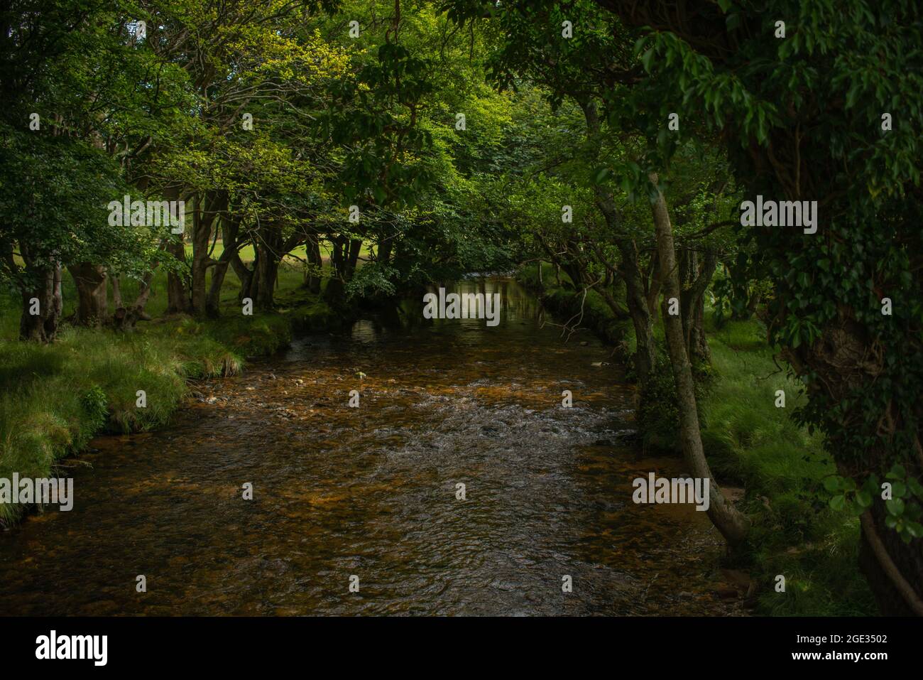 River Running Under Trees Stock Photo - Alamy